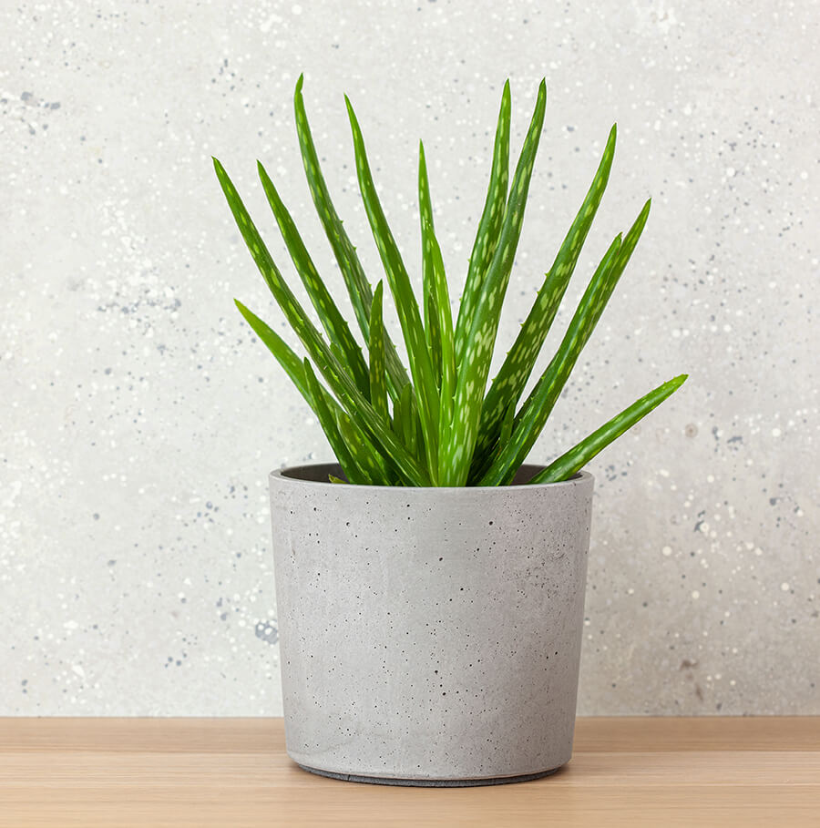 Aloe Vera Biljka | Sve što treba znati o Aloe Veri (2025)